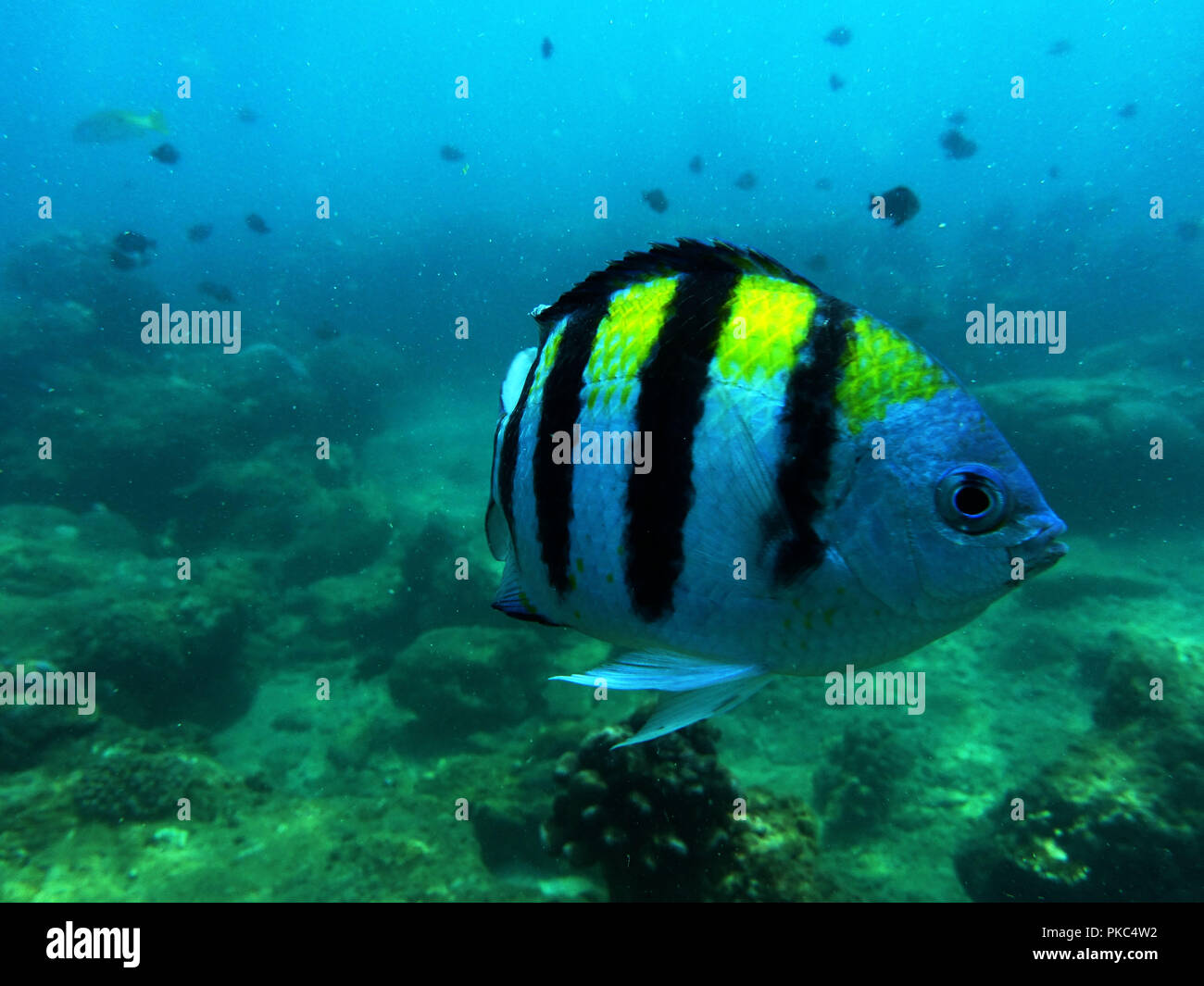 China’s coral reefs hi-res stock photography and images - Alamy