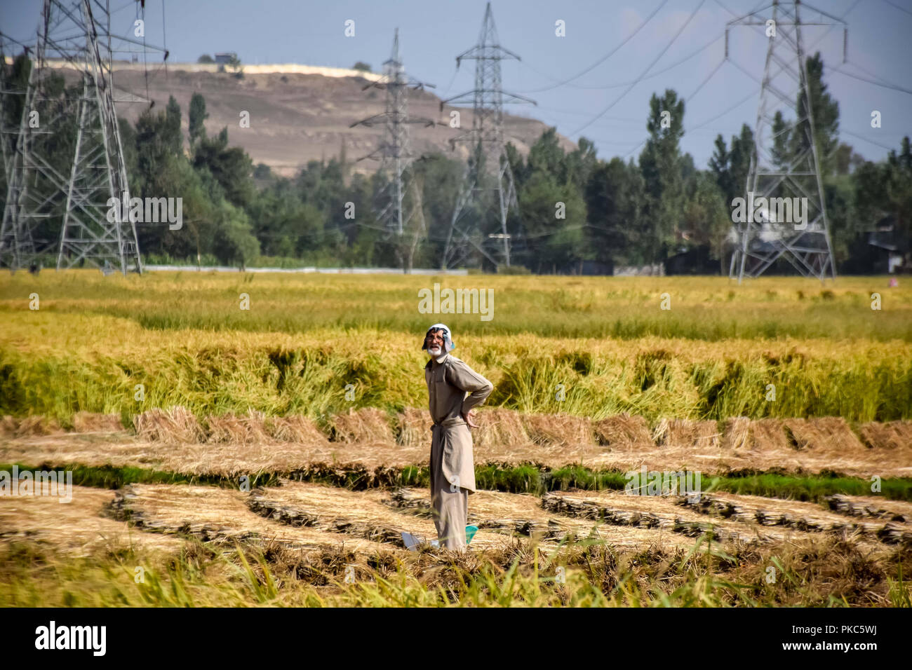 Rice fields kashmir hi-res stock photography and images - Alamy