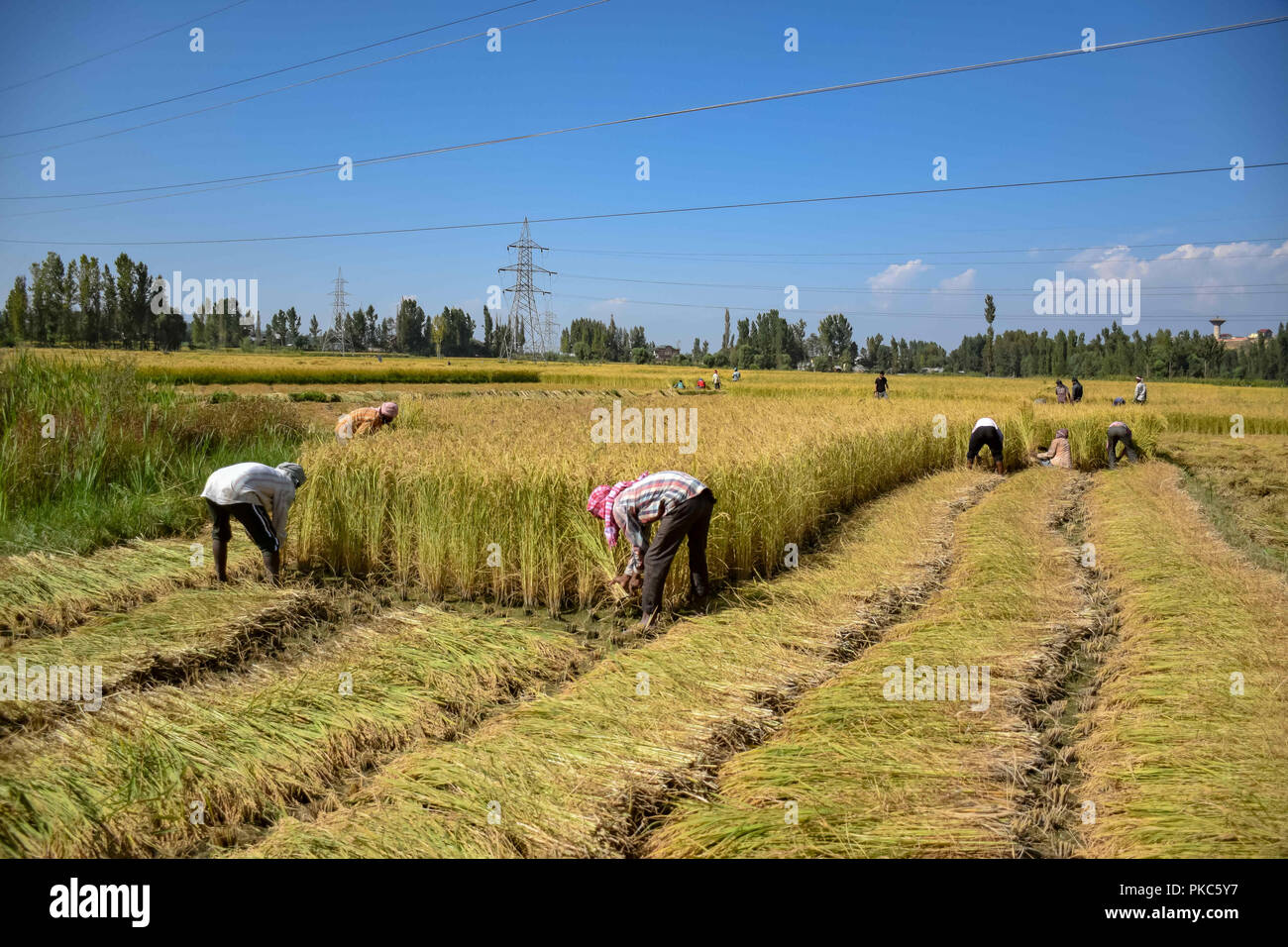 Drying rice plants hi-res stock photography and images - Alamy
