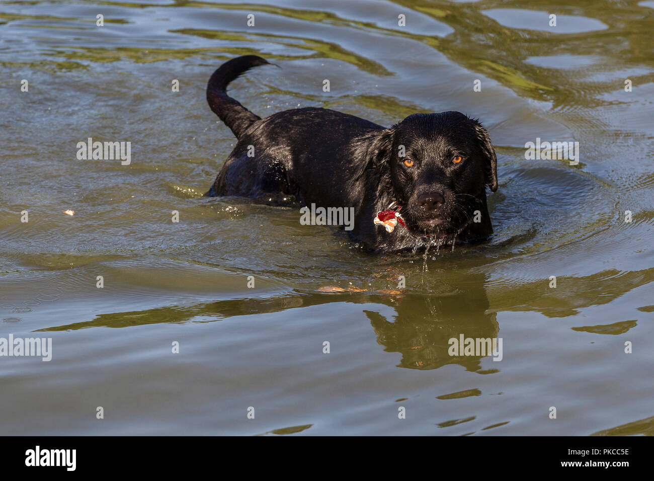 Black lab playing fetch hi-res stock photography and images - Alamy