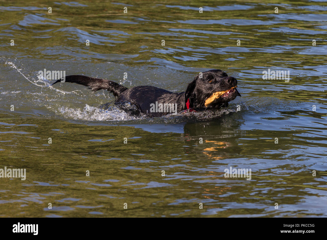 Black lab playing fetch hi-res stock photography and images - Alamy