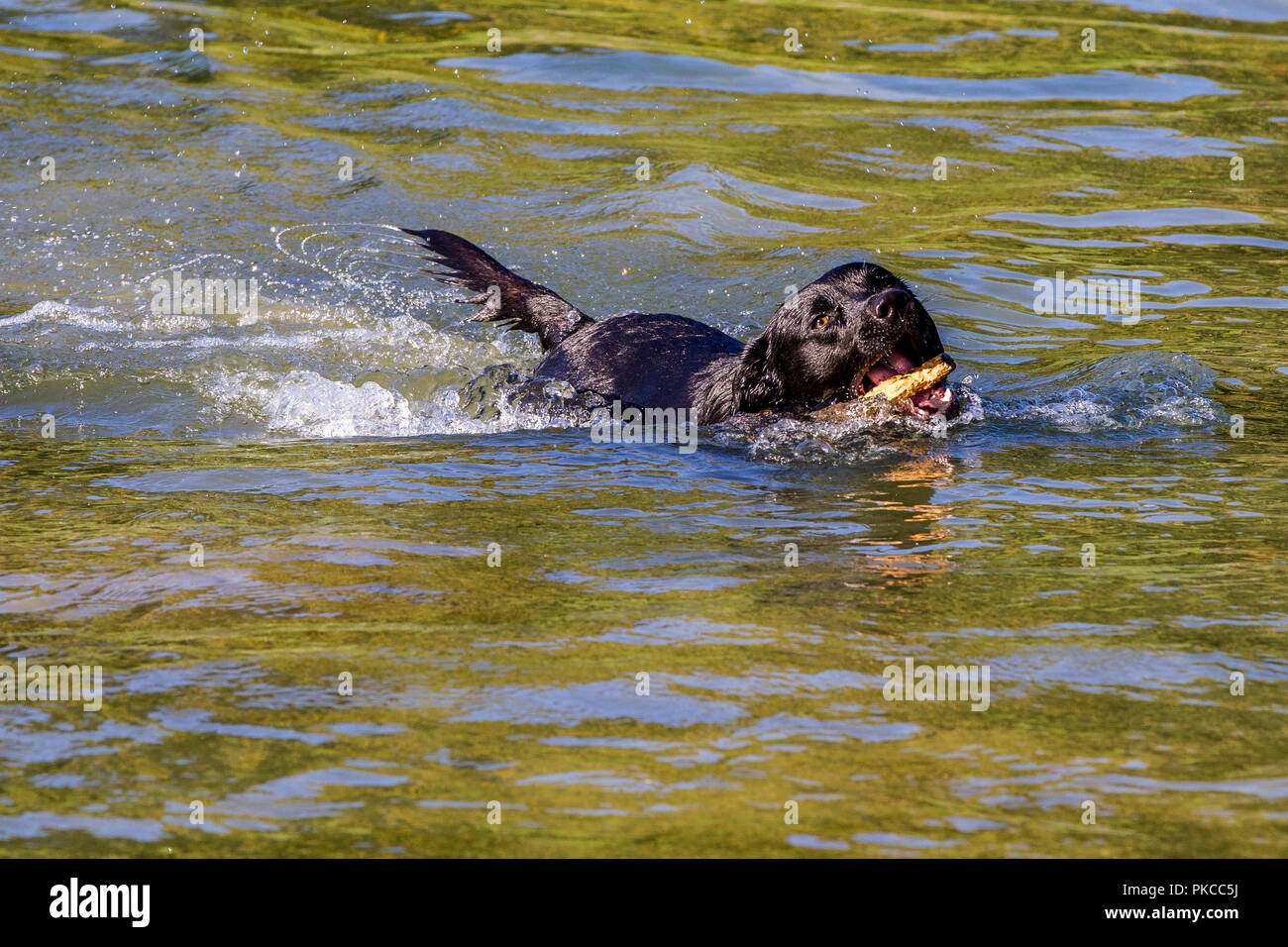 Black lab playing fetch hi-res stock photography and images - Alamy