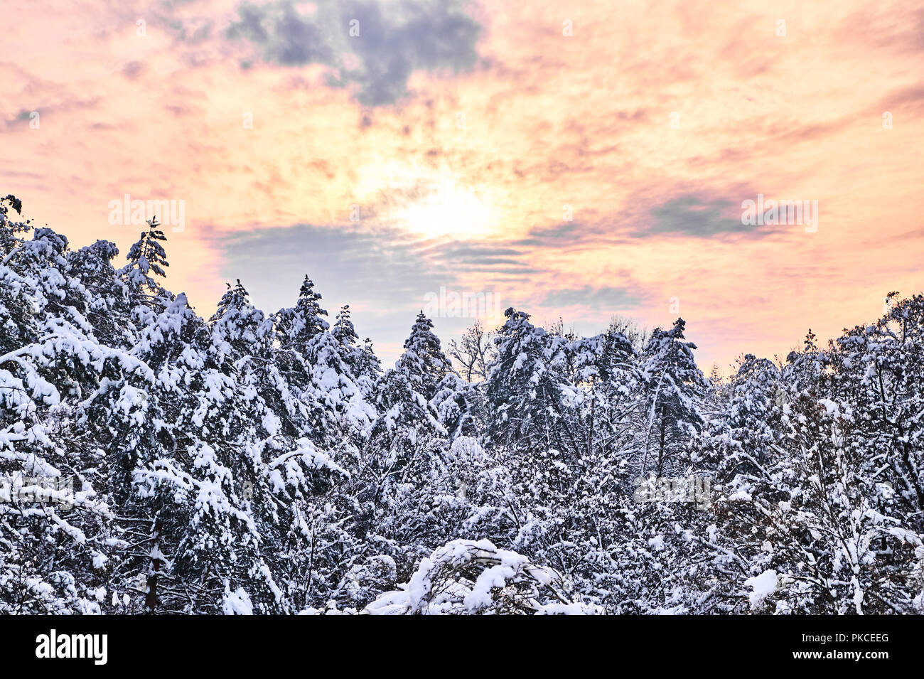 Winter dawn landscape with trees cowered with snow Stock Photo - Alamy