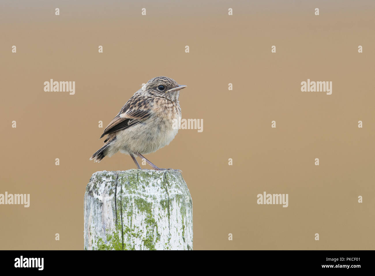 Juvenile stonechat High Resolution Stock Photography and Images - Alamy