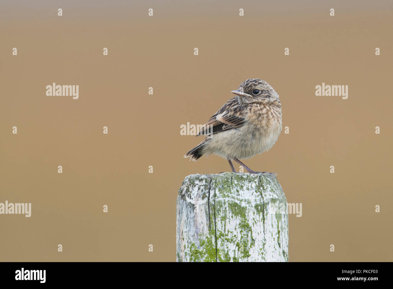 Juvenile stonechat High Resolution Stock Photography and Images - Alamy