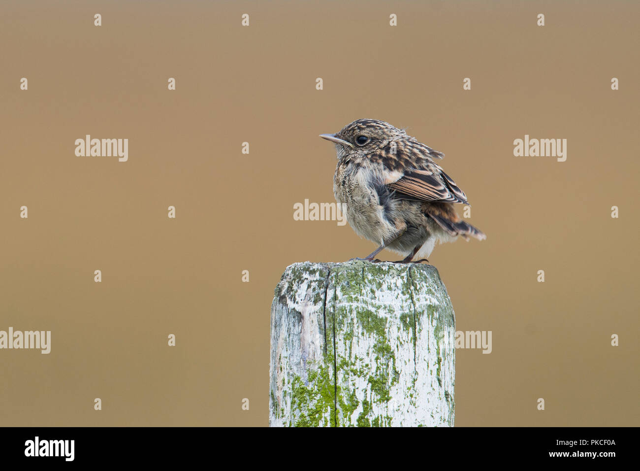 Juvenile stonechat High Resolution Stock Photography and Images - Alamy