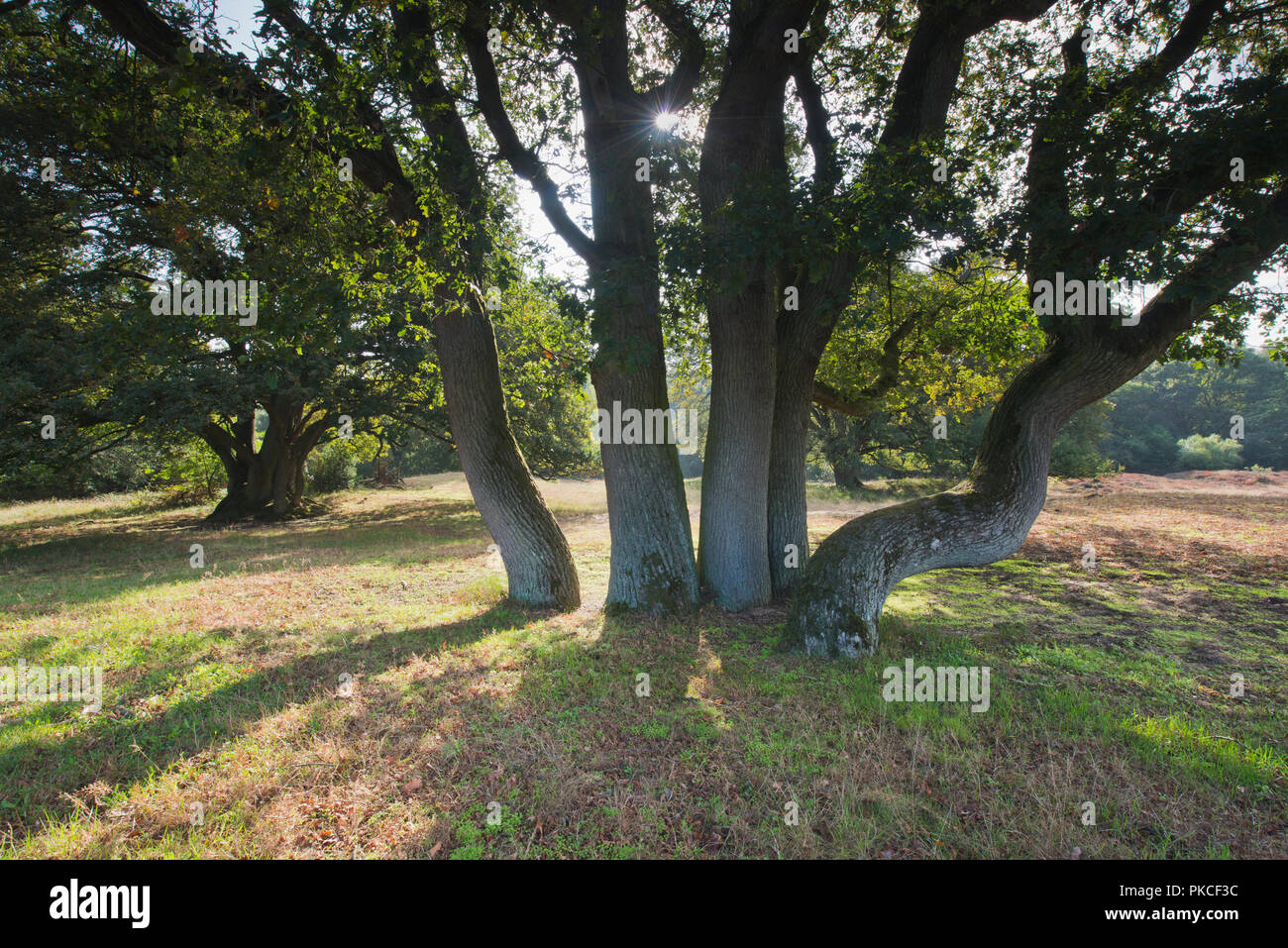 Wood pasture oak (Quercus robur), Emsland, Lower Saxony, Germany Stock ...