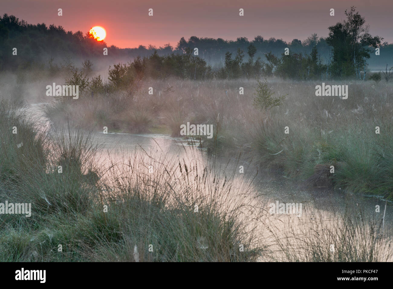 Sunrise in the moor, Emsland, Lower Saxony, Germany Stock Photo - Alamy