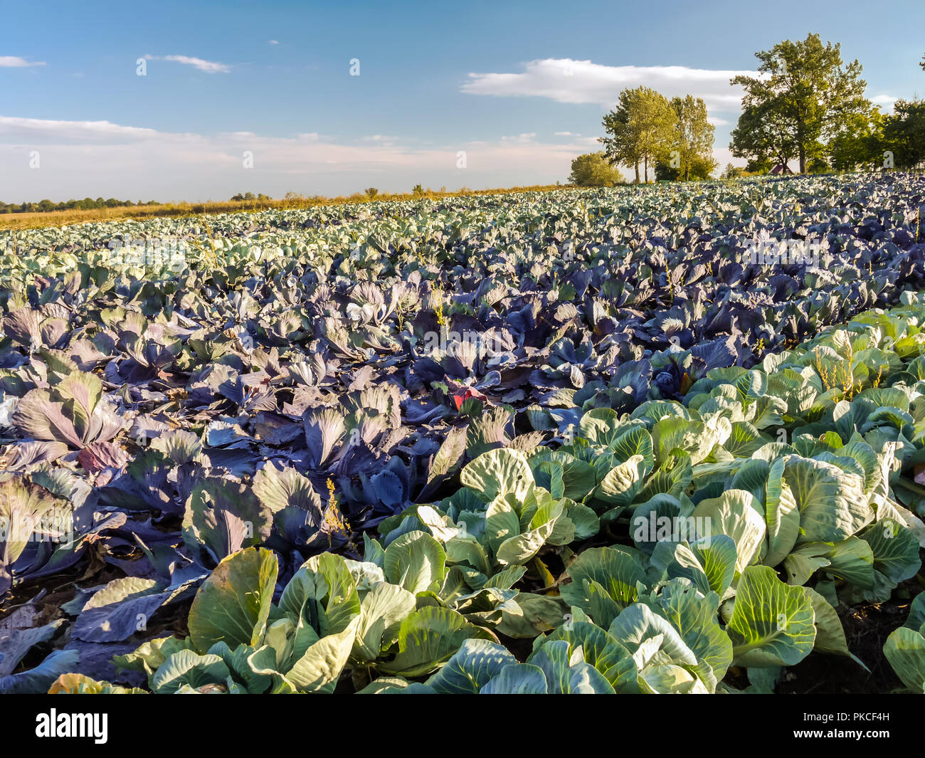 Field of ripening green and red cabbage Stock Photo - Alamy