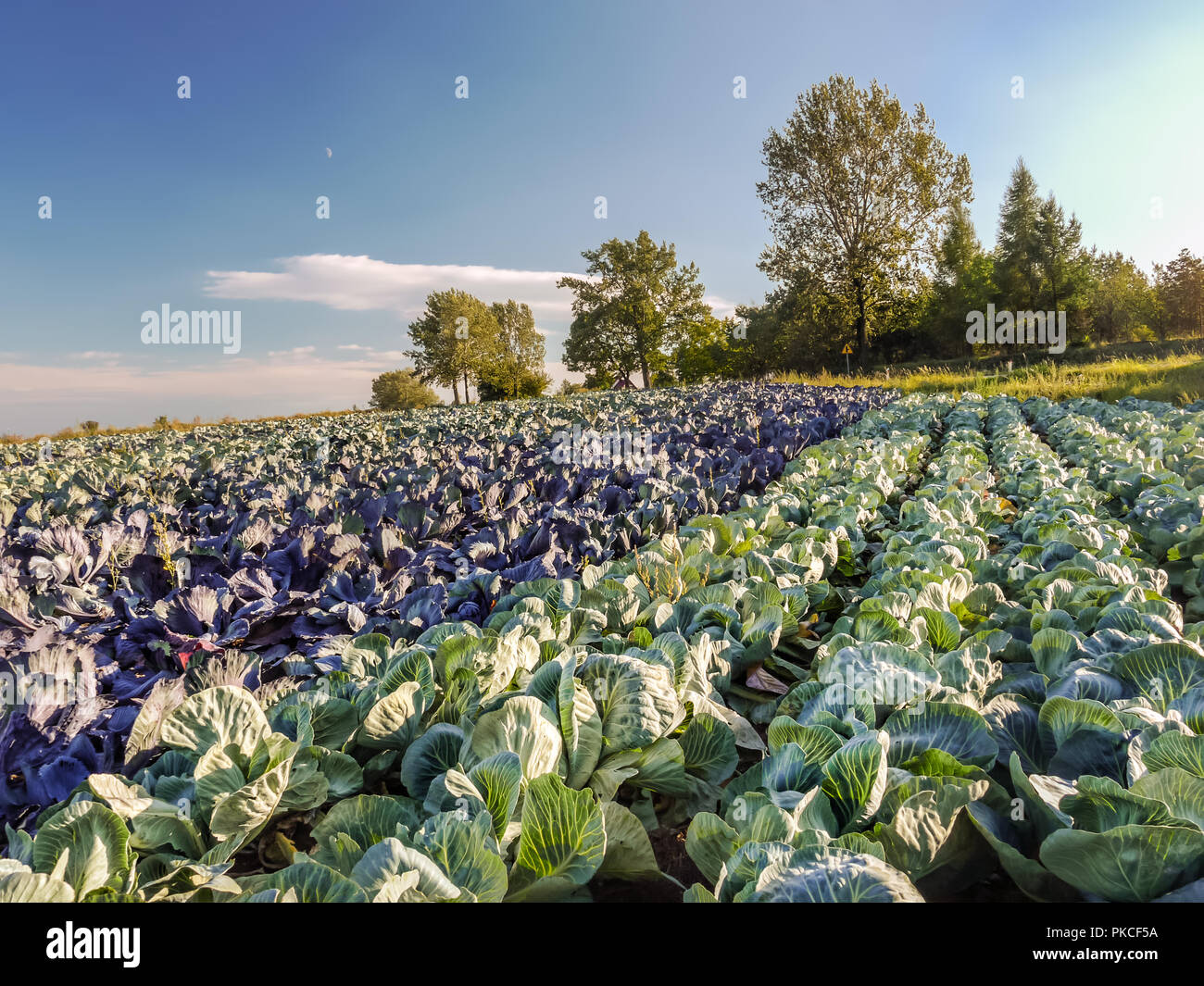 Field red cabbage hi-res stock photography and images - Alamy