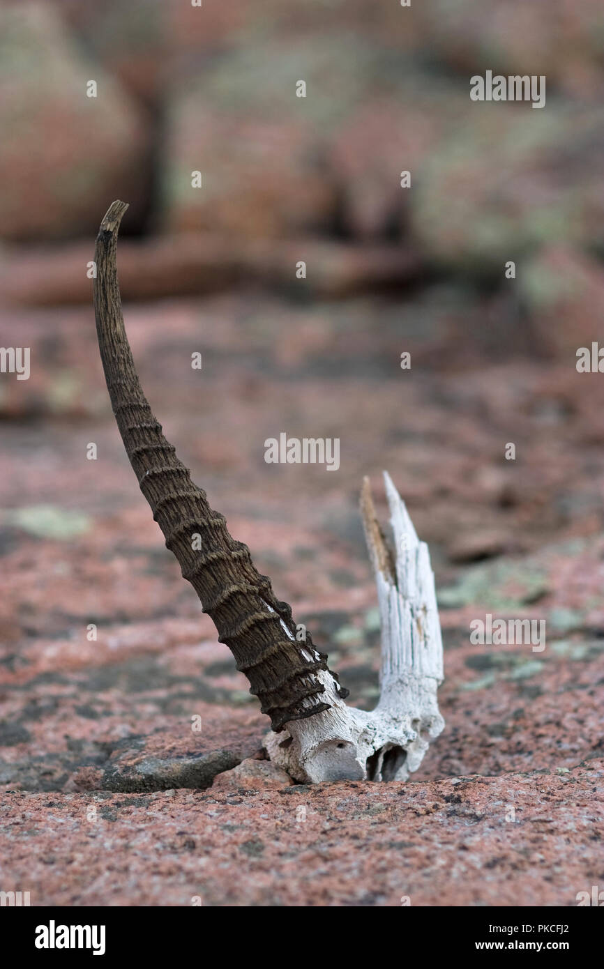 Saiga Antelope High Resolution Stock Photography and Images - Alamy