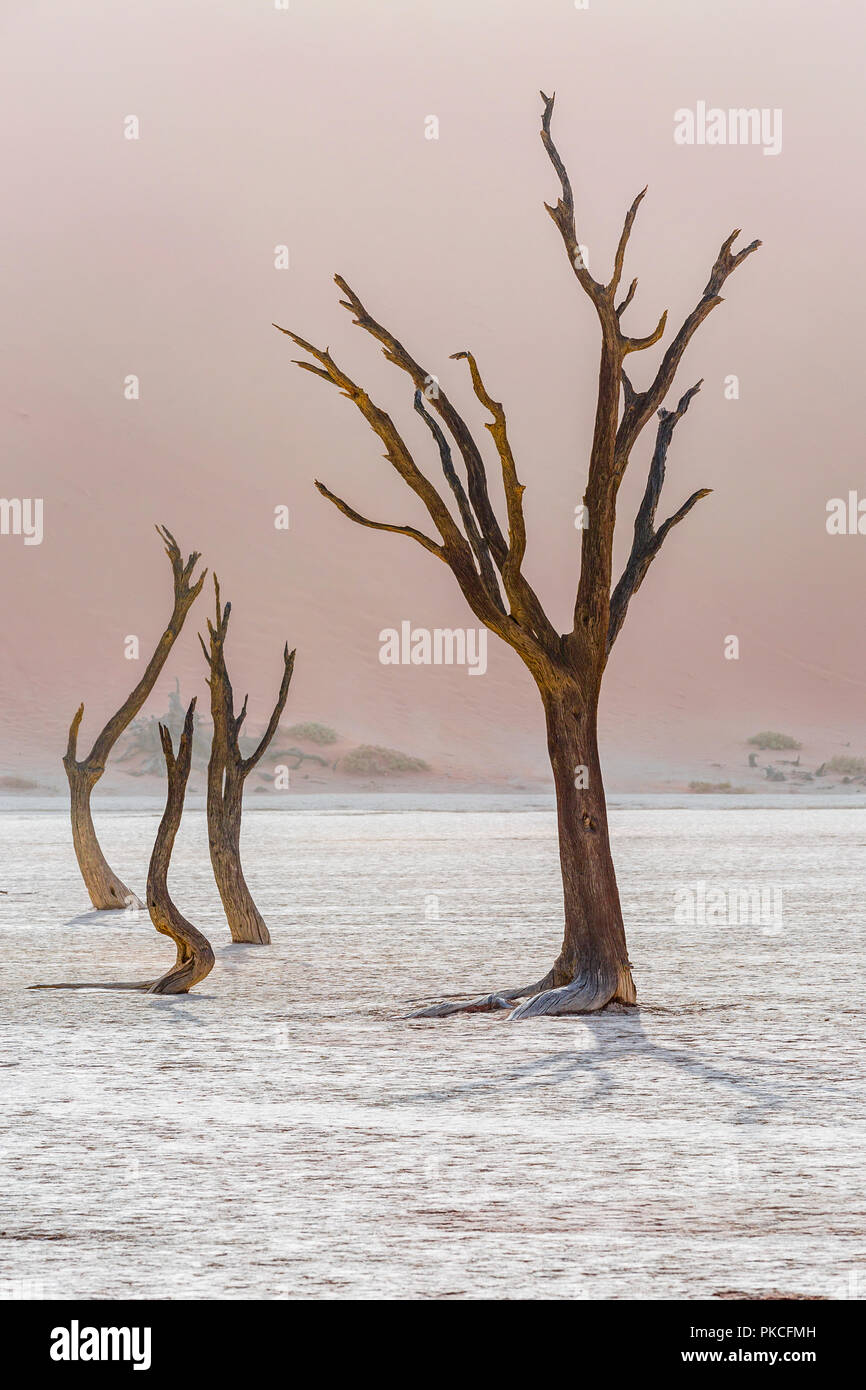 Dead trees in deadvlei hi-res stock photography and images - Alamy