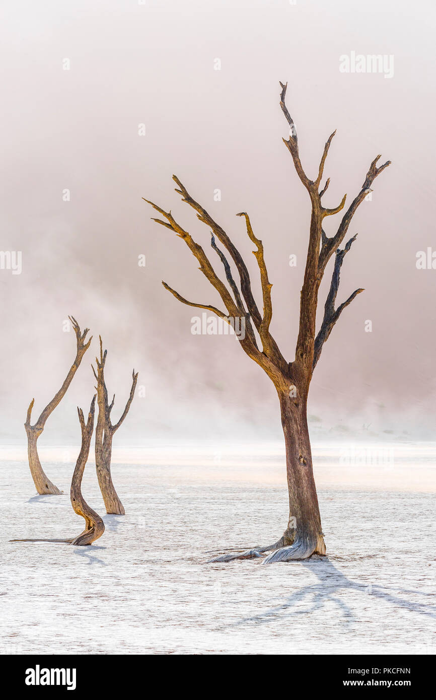 Dead trees in deadvlei hi-res stock photography and images - Alamy