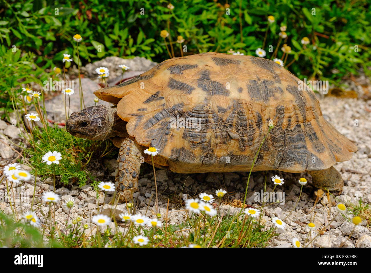 Hermann's tortoise (Testudo hermanni), Himara, Qark Vlora, Albania ...