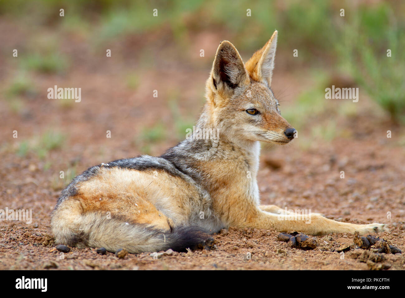 Black-backed Jackal (Canis mesomelas), adult, attentive, lying ...