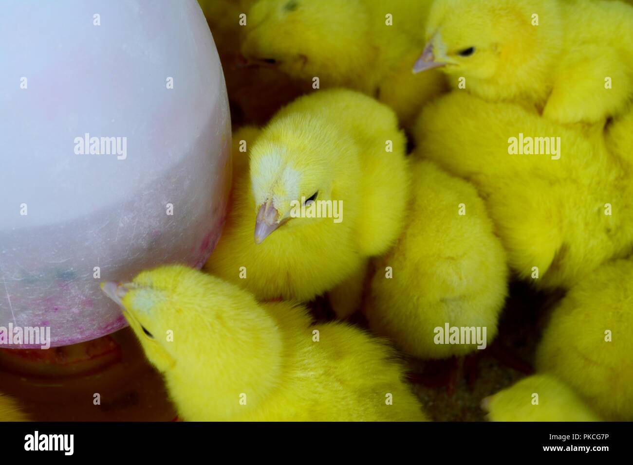 Yellow chicks hi-res stock photography and images - Alamy