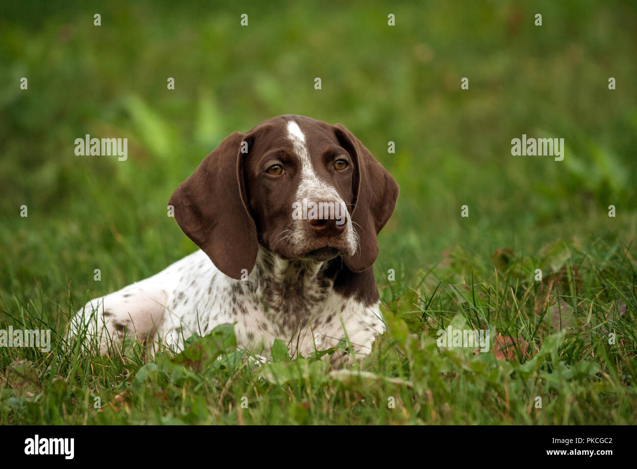 Brown Spotted German Shorthaired Pointer