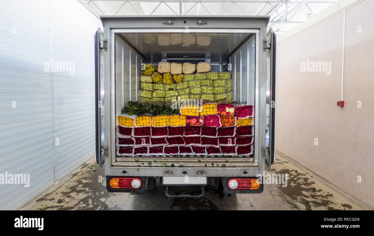 Opened back doors of the truck loaded with rose flowers. Loading ...