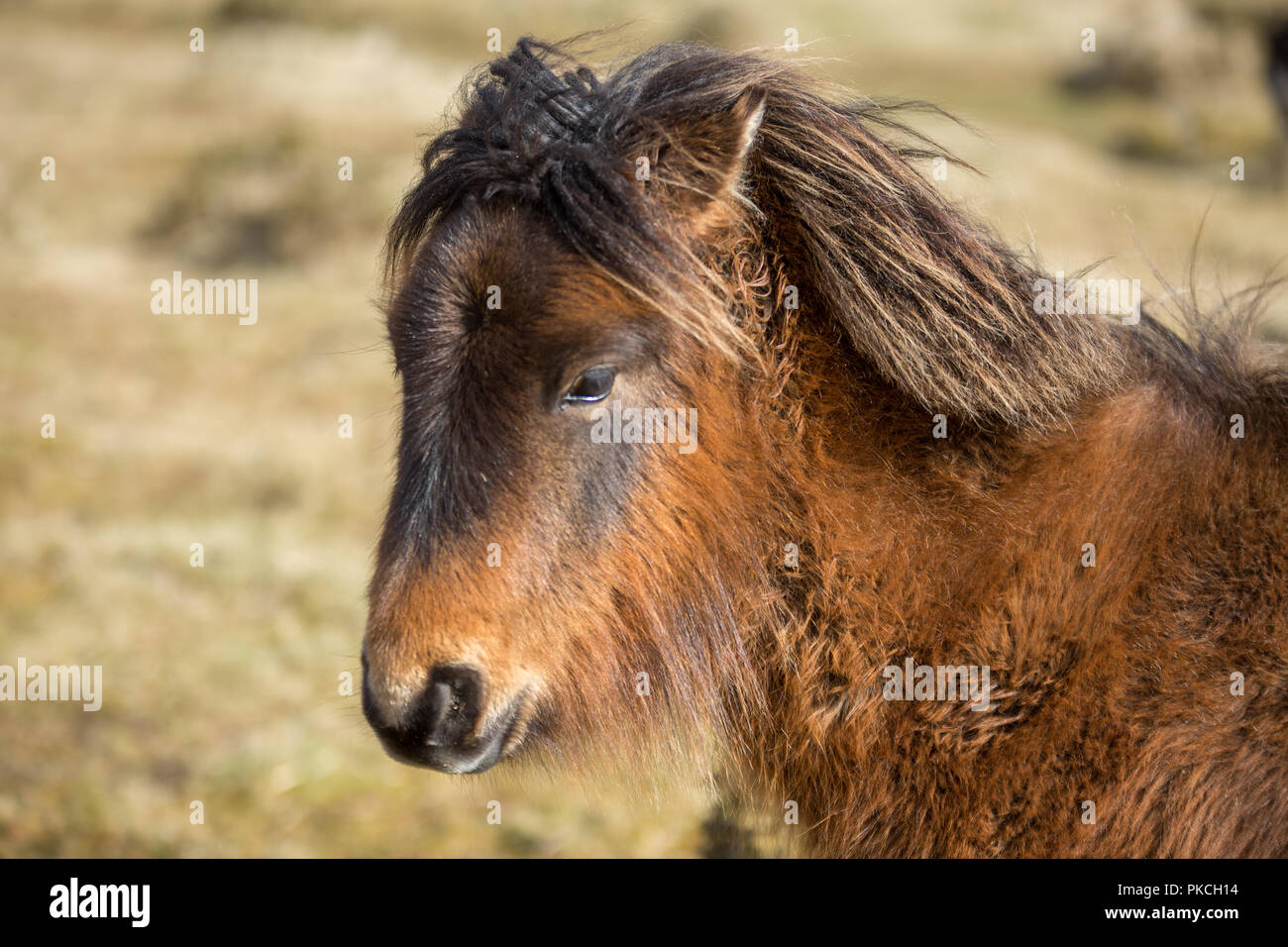 Shaggy pony hi-res stock photography and images - Alamy