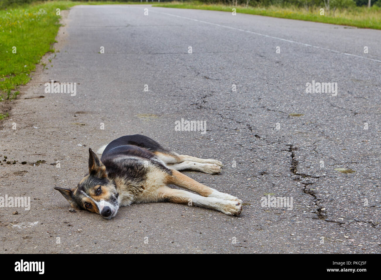 A non-pedigree dog rests on the roadway of an asphalt road in the ...
