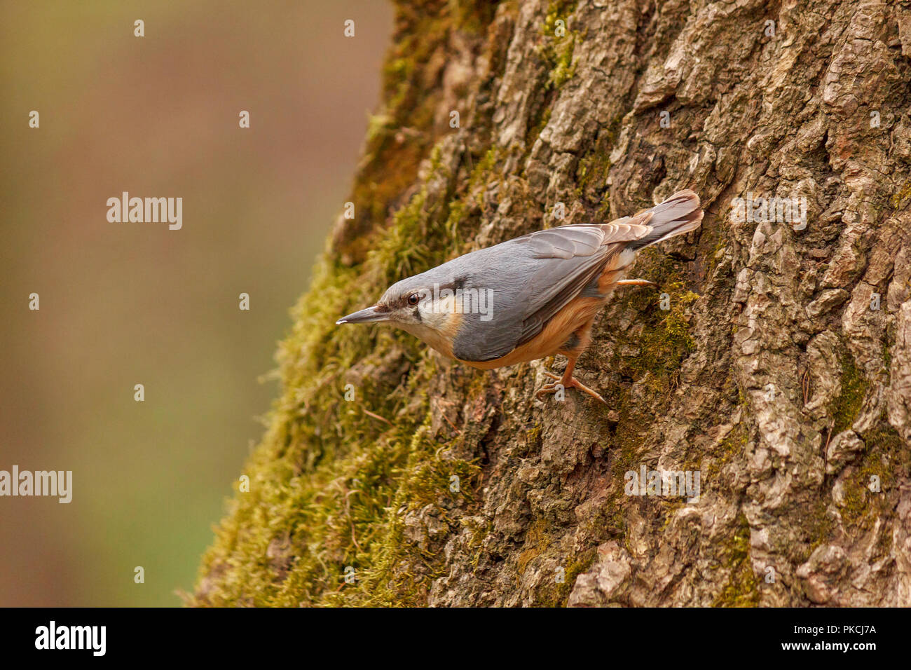 Eurasian nuthatch sitting on trunk of tree in forest Stock Photo - Alamy