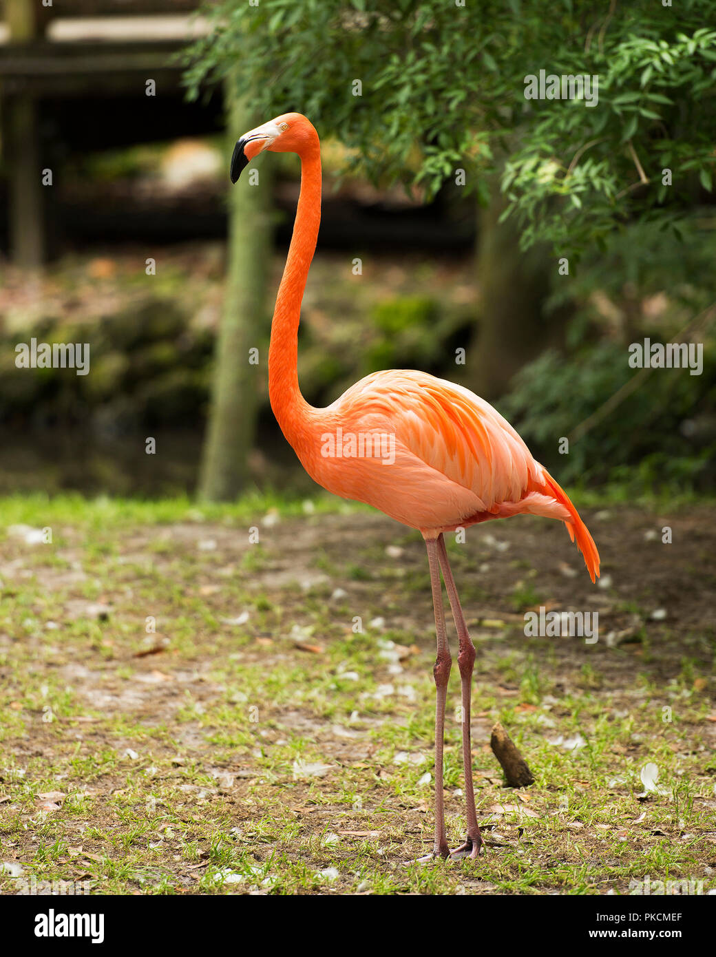 Flamingo bird in its surrounding Stock Photo - Alamy
