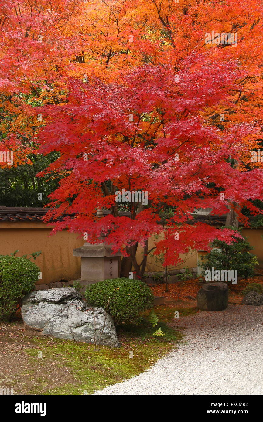 Japan in autumn (red maple trees in japanese gardens of Kyoto Stock ...