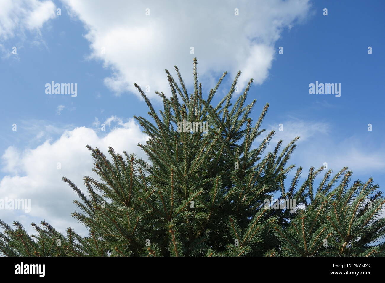 Pine Tree With Sky Stock Photo - Alamy