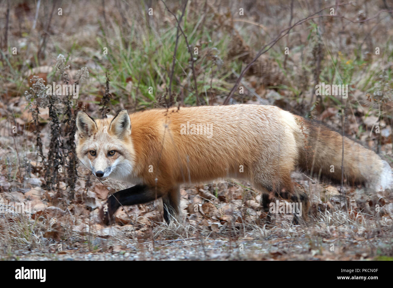 Red Fox animal in the summer season exposing its fur, head, ears, paws ...