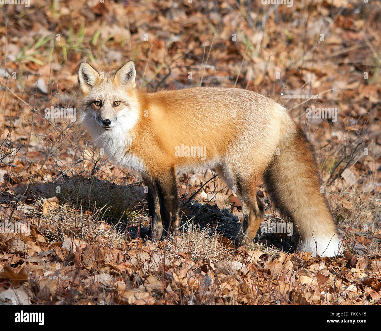 Red Fox animal in the summer season exposing its fur, head, ears, paws ...