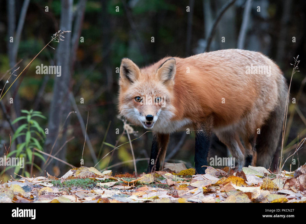 Red Fox animal in the forest in the autumn season in its environment ...