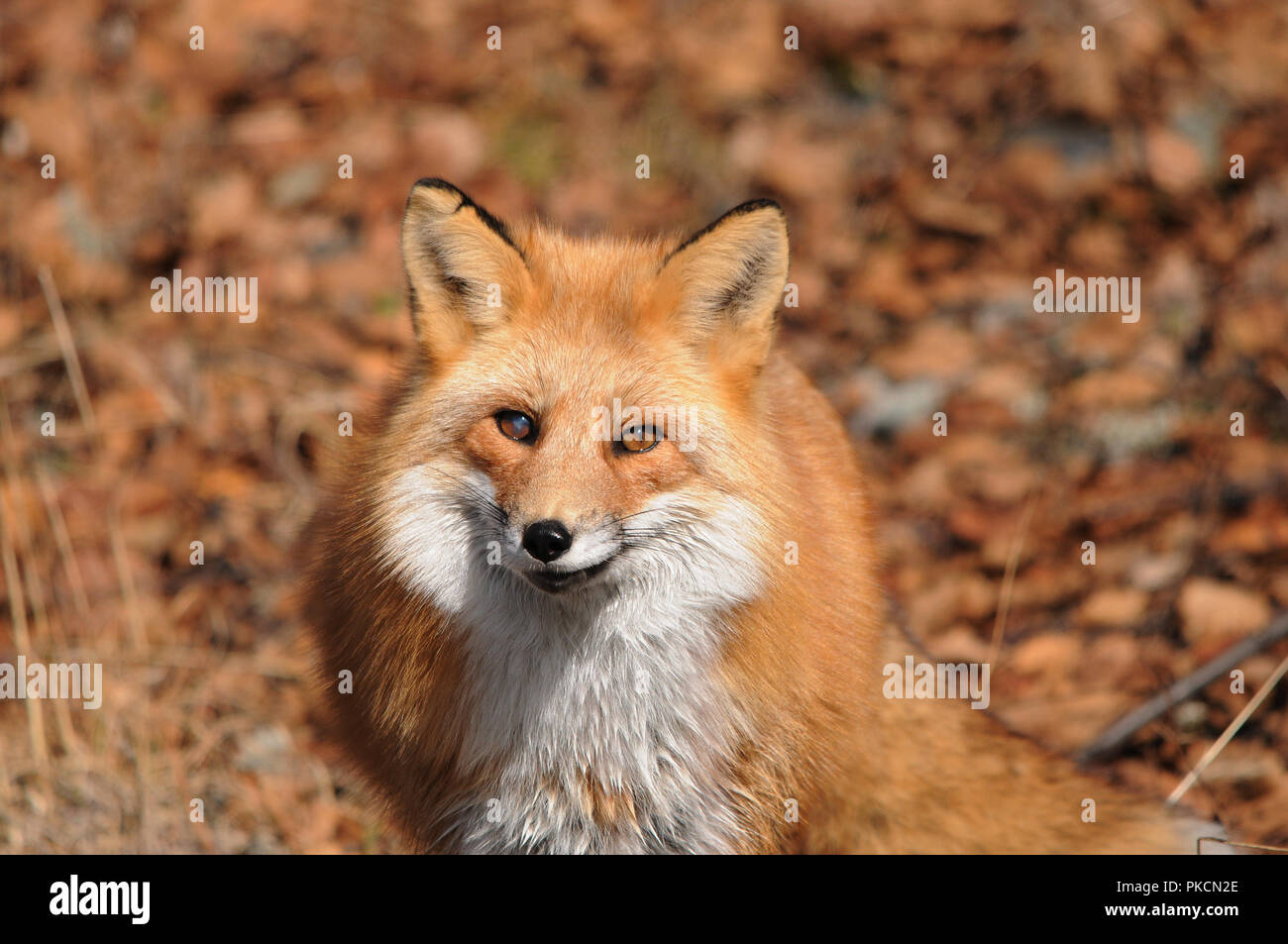 Fox red fox animal head animal profile view hi-res stock photography ...