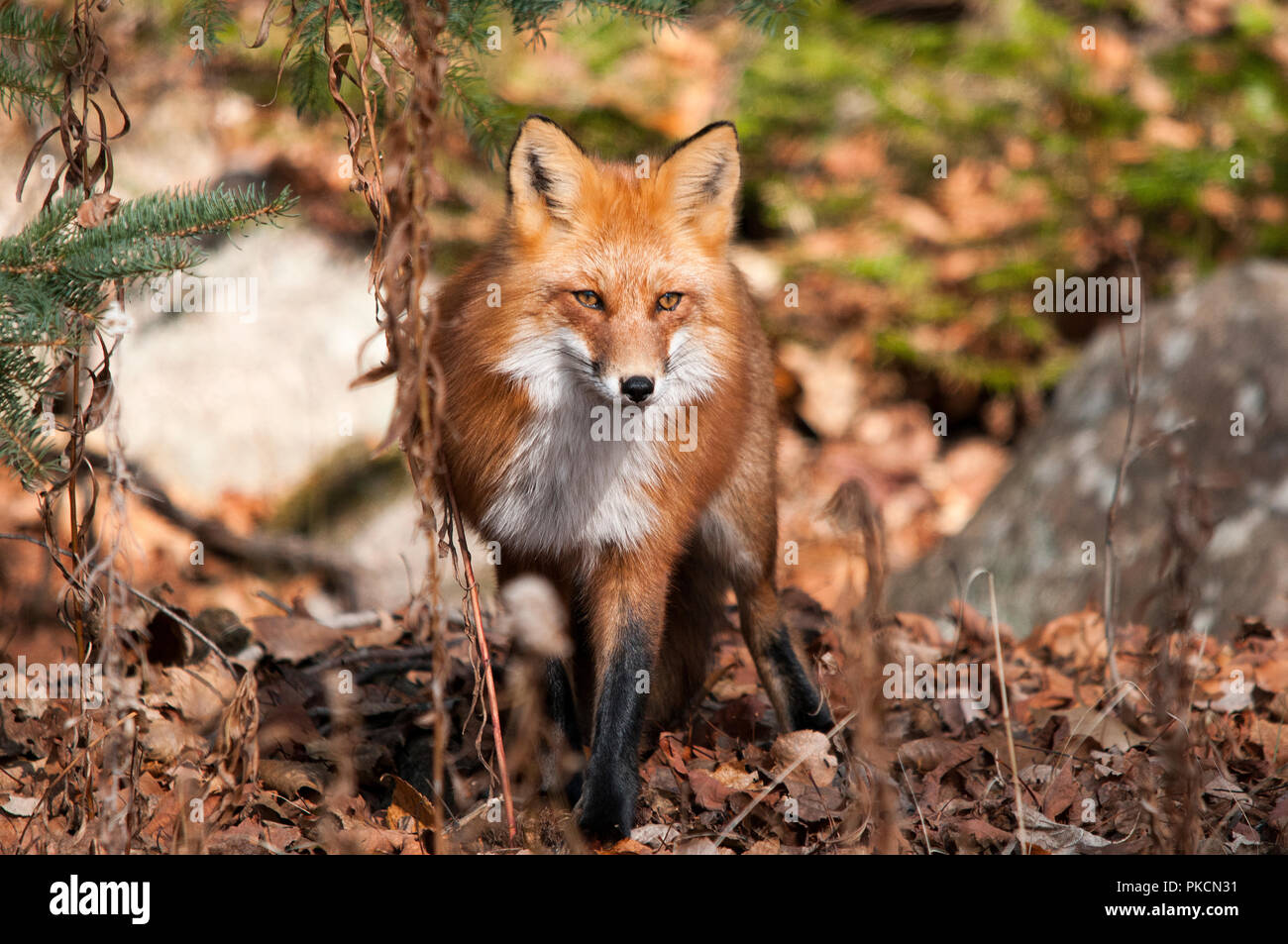 Red Fox animal in the autumn season with a background of foliage and ...