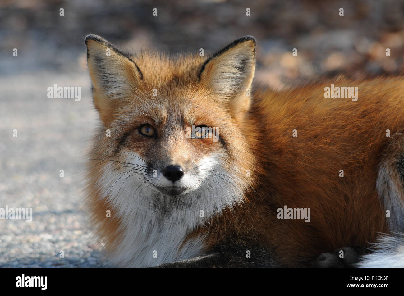 Red Fox animal head close-up profile view in its environment and ...