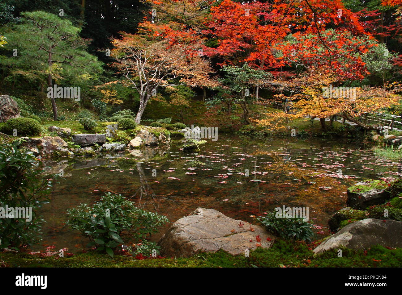 Japan in autumn (red maple trees in japanese gardens of Kyoto Stock ...