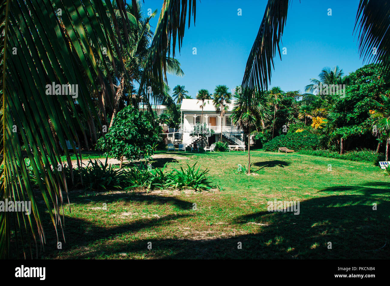 Palm house sunny hi-res stock photography and images - Alamy