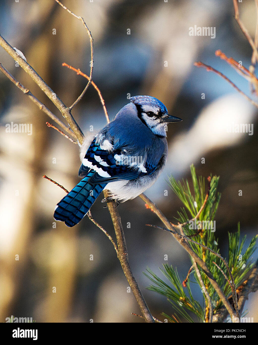 Blue jay show picture hi-res stock photography and images - Alamy