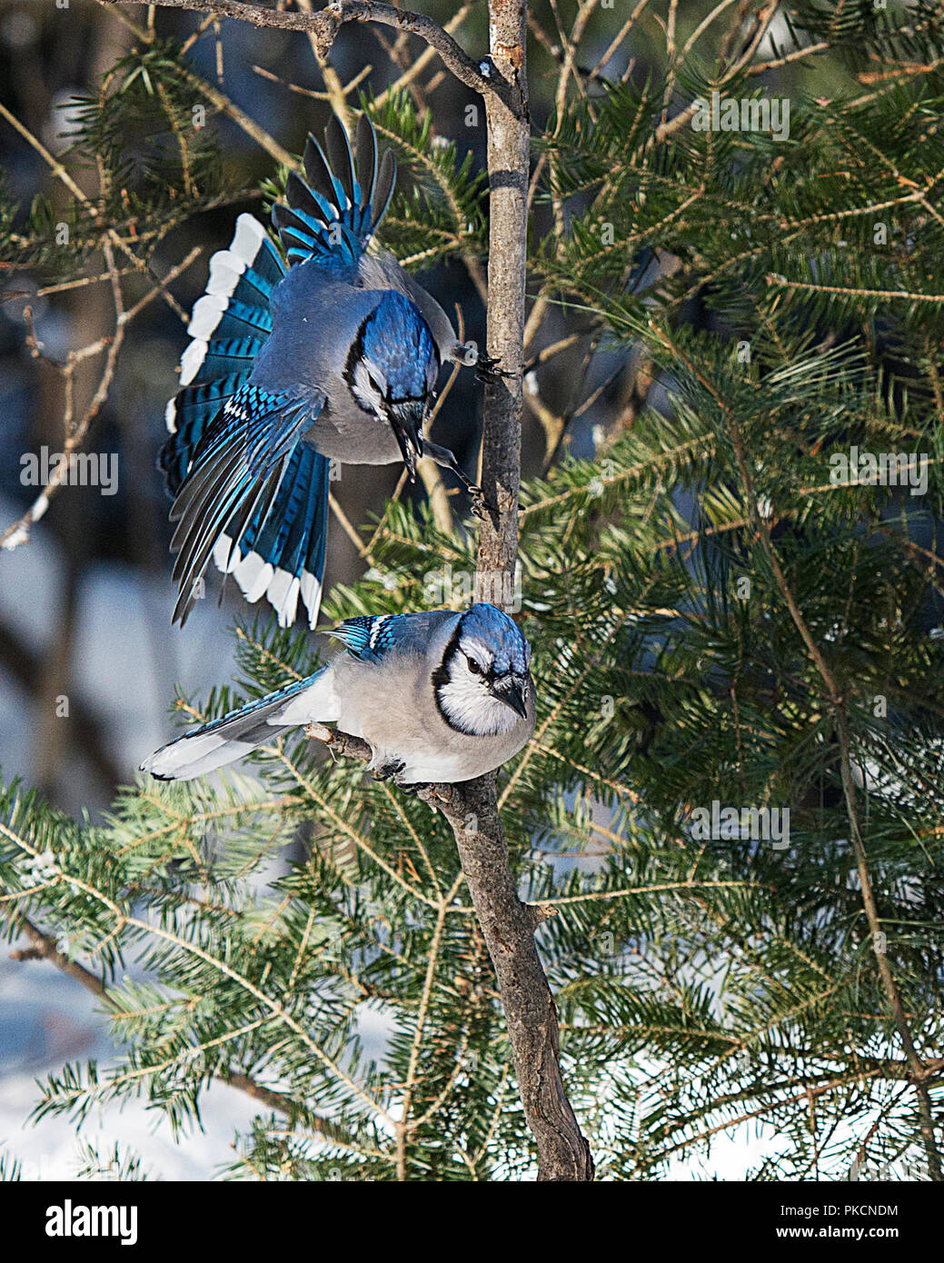 Blue Jay Flying High Resolution Stock Photography and Images - Alamy
