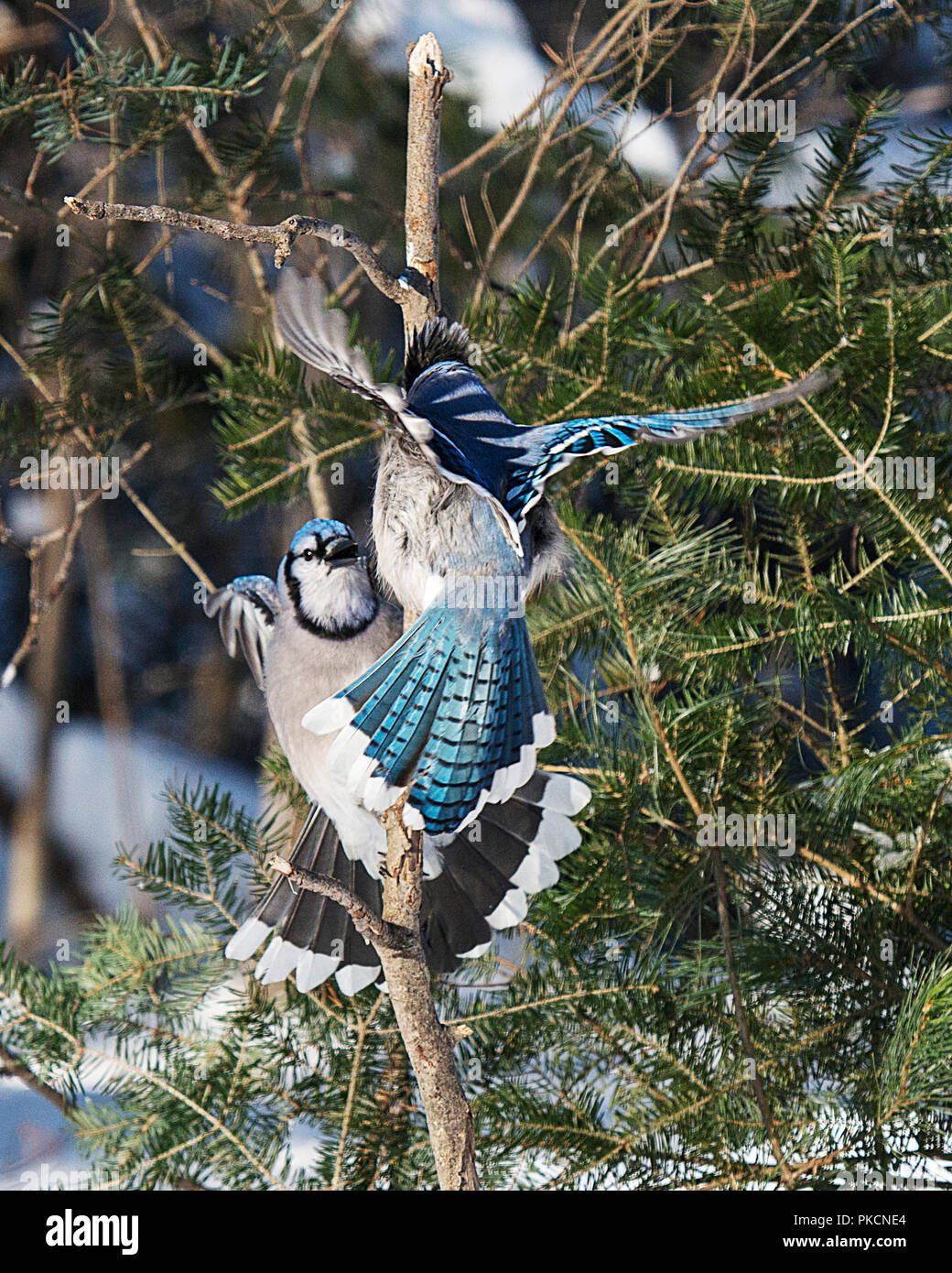 Blue Jay Flying High Resolution Stock Photography and Images - Alamy