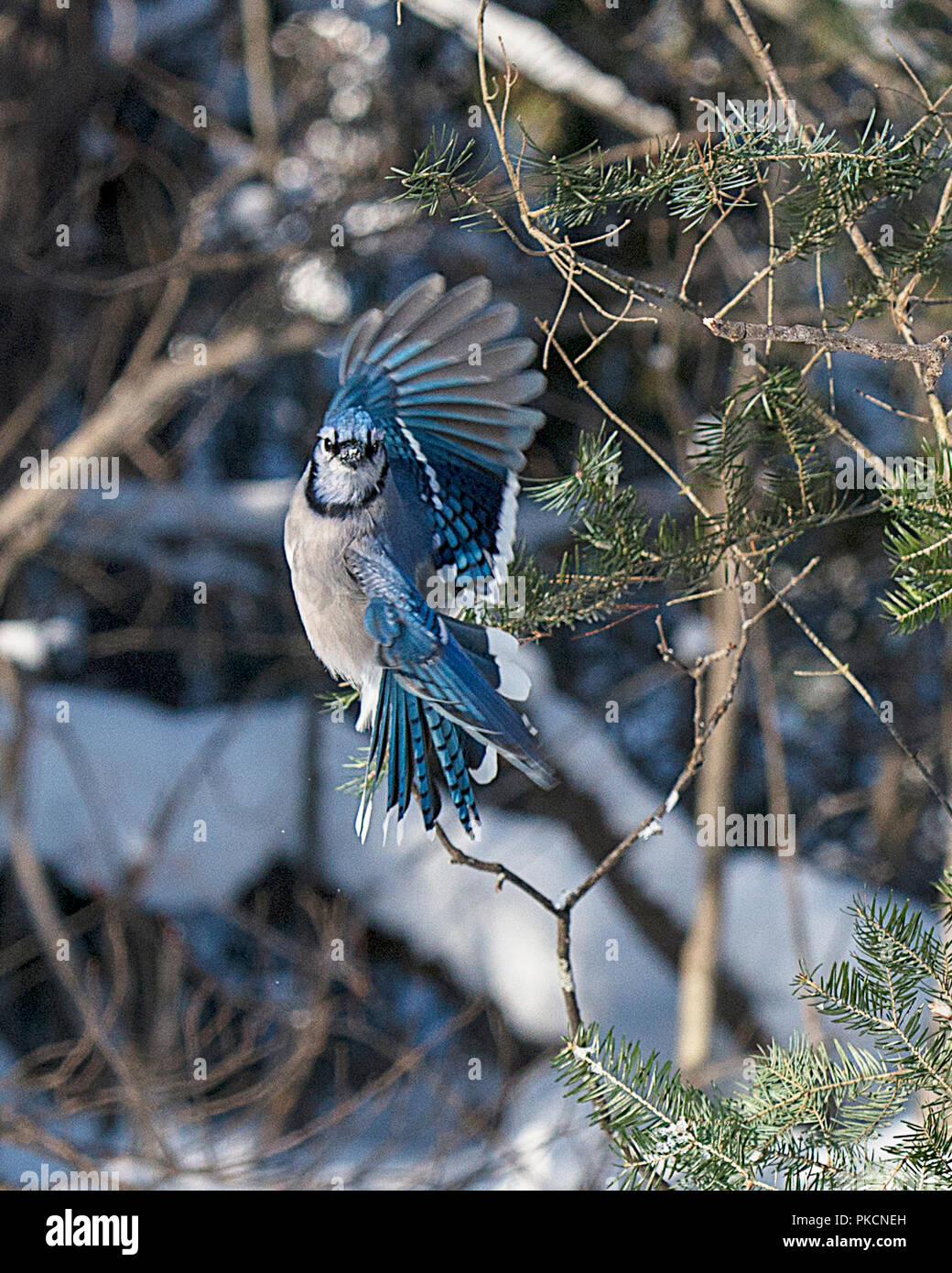 Blue Jay Flying High Resolution Stock Photography and Images - Alamy