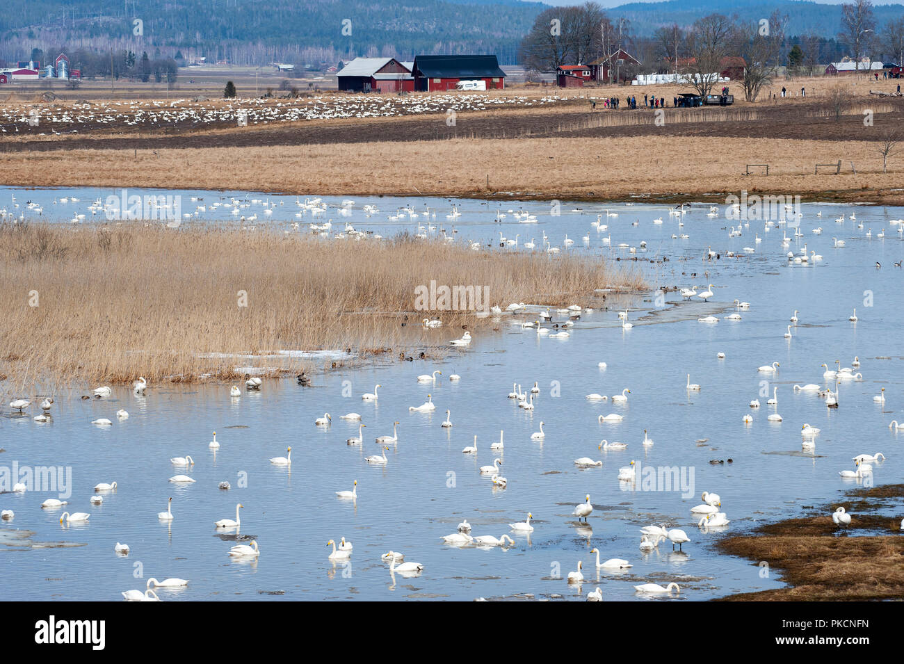 Migrating swans hi-res stock photography and images - Alamy