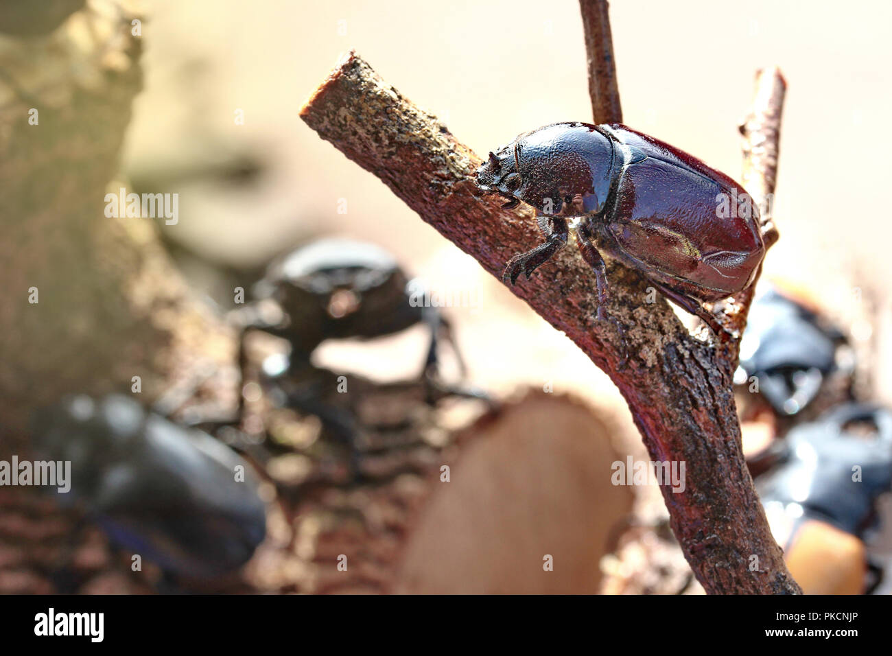 Hercules beetles fight hi-res stock photography and images - Alamy