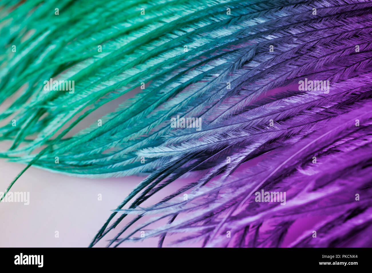 Ostrich feather boa hi-res stock photography and images - Alamy