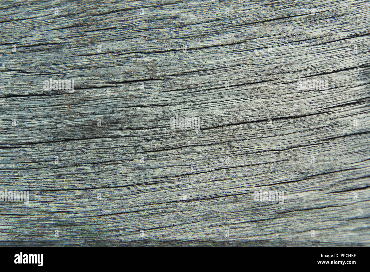 Close up ,Texture of bark background,tree texture,wood background Stock ...