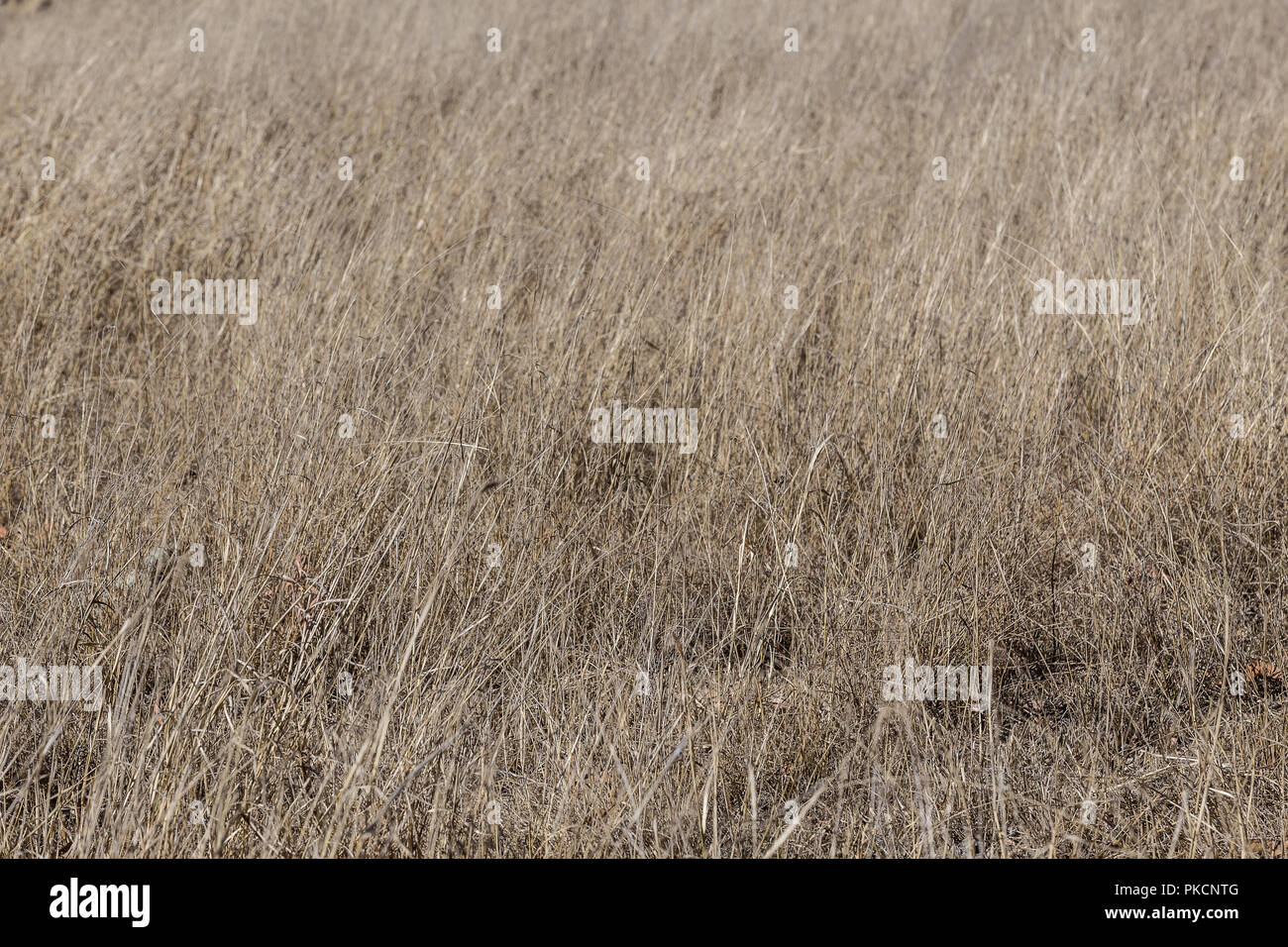 Dry grass in a paddock Stock Photo - Alamy