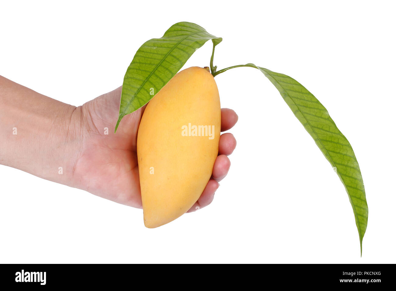 Isolated of Ripe golden mango with leaf in hand on white background ...