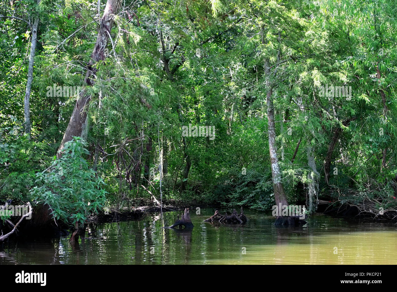 Louisiana bayou airboat hi-res stock photography and images - Alamy