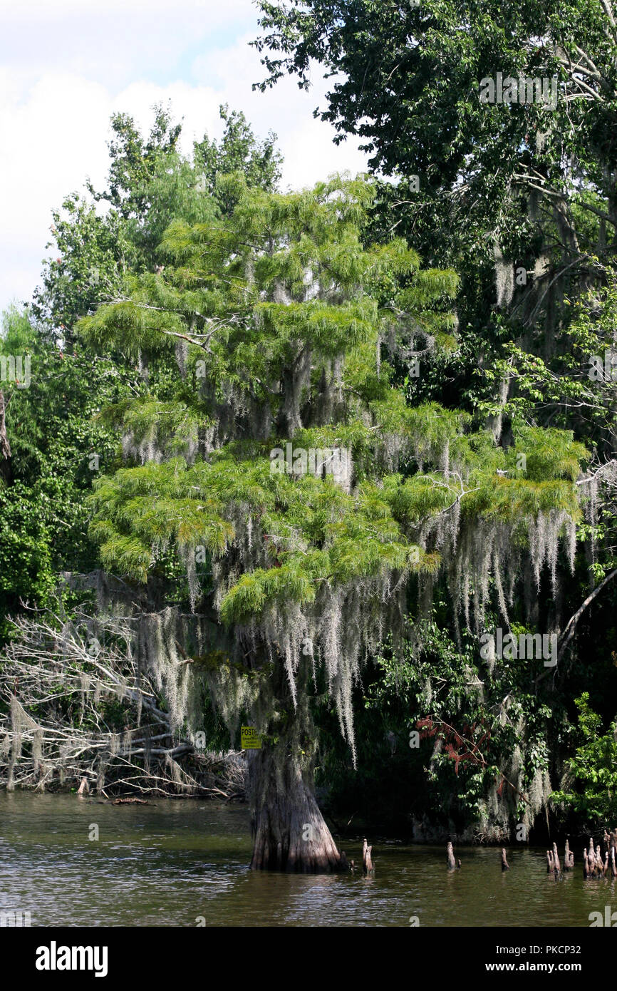 Louisiana bayou airboat hi-res stock photography and images - Alamy