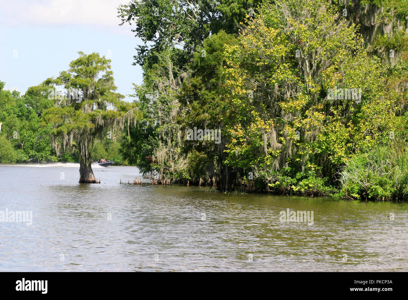 Louisiana Bayou Airboat High Resolution Stock Photography and Images ...