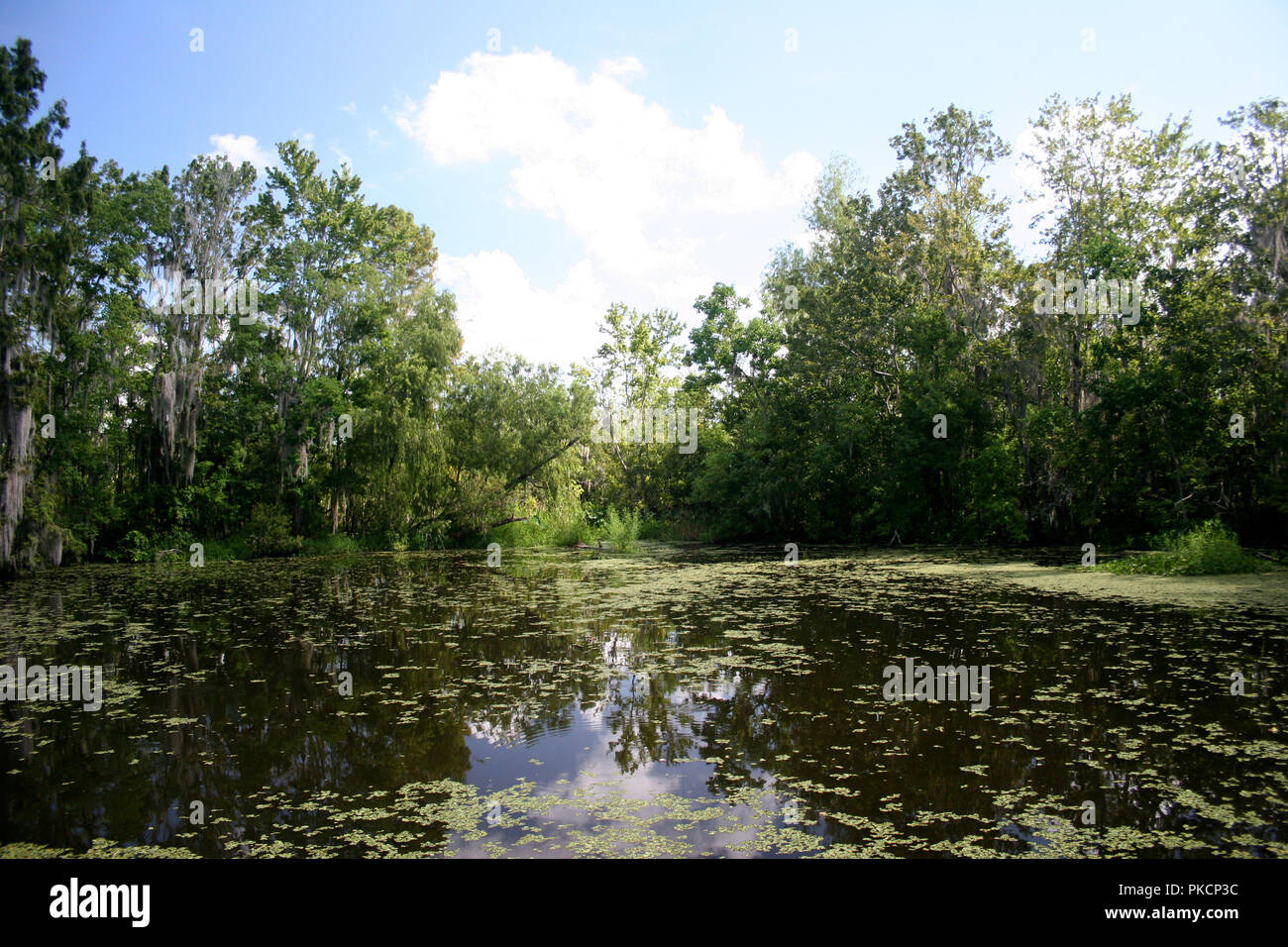 Bayou near new orleans hi-res stock photography and images - Alamy